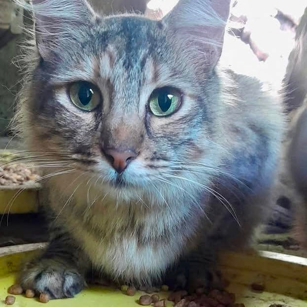 Feeding Stations in Panama: How Cats Survive with Community Care ...